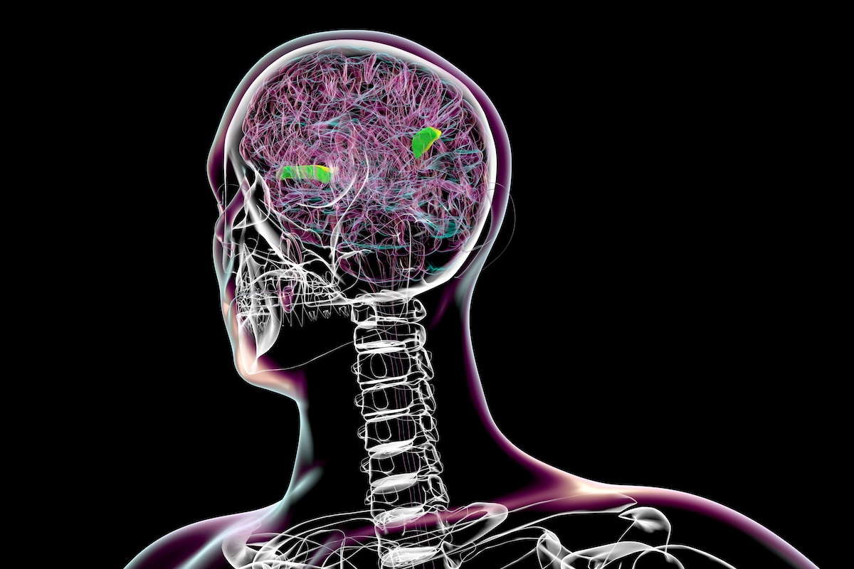 US study finds Heschl’s gyrus transforms pitch changes into linguistic ...